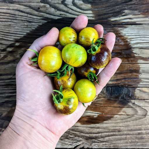 Awesome Emma Cherry Tomato-Meraki Seeds