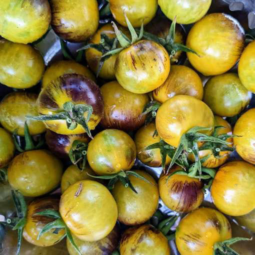 Awesome Emma Cherry Tomato-Meraki Seeds