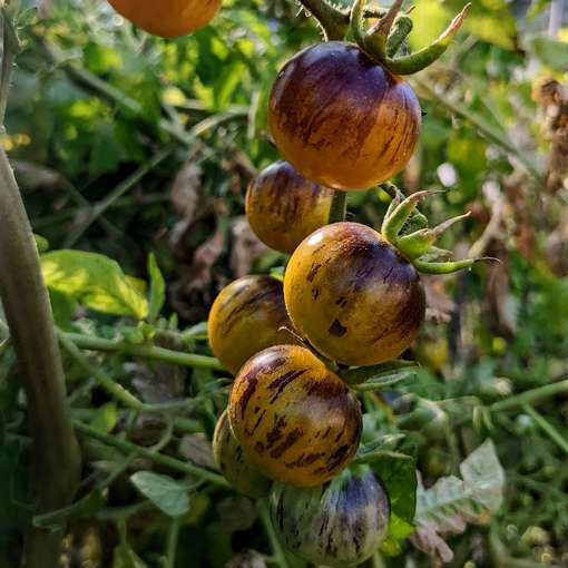 Awesome Emma Cherry Tomato-Meraki Seeds