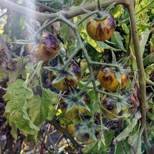 Awesome Emma Cherry Tomato-Meraki Seeds