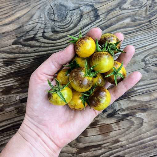 Awesome Emma Cherry Tomato-Meraki Seeds