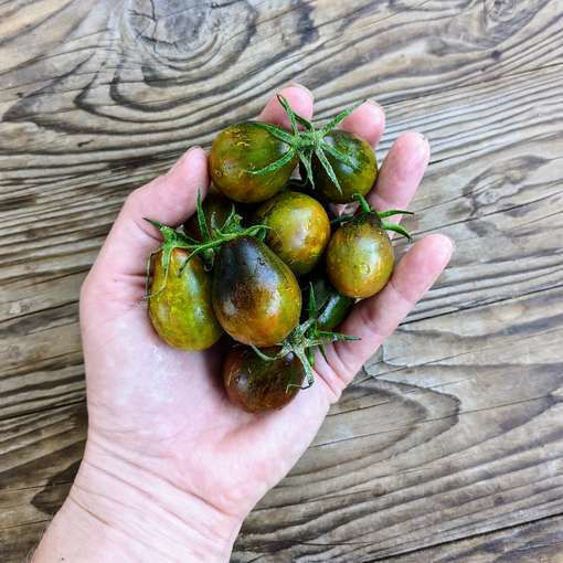 Black Keyes Cherry Tomato-Meraki Seeds