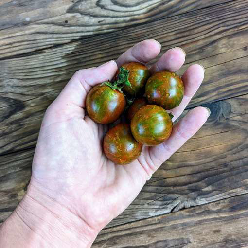 Black Zebra Cherry Tomato-Meraki Seeds