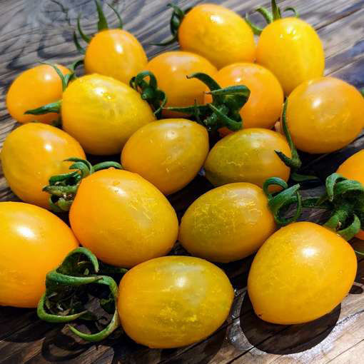 Orange Keyes #1 – Oval Cherry Tomato-Meraki Seeds