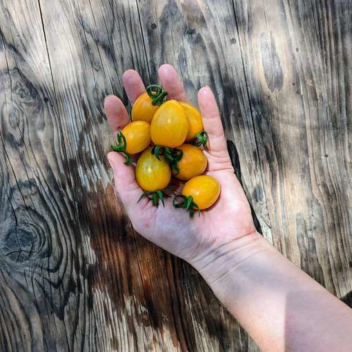 Orange Keyes #1 – Oval Cherry Tomato-Meraki Seeds