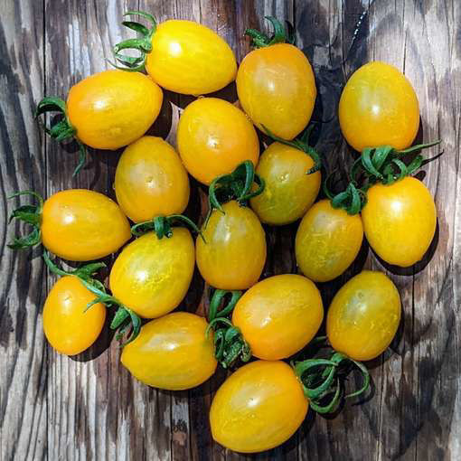 Orange Keyes #1 – Oval Cherry Tomato-Meraki Seeds