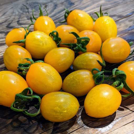 Orange Keyes #1 – Oval Cherry Tomato-Meraki Seeds