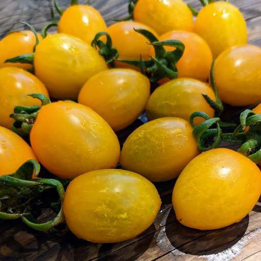 Orange Keyes #1 – Oval Cherry Tomato-Meraki Seeds