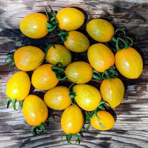 Orange Keyes #1 – Oval Cherry Tomato-Meraki Seeds