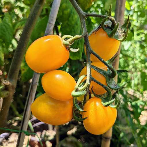 Orange Keyes #1 – Oval Cherry Tomato-Meraki Seeds