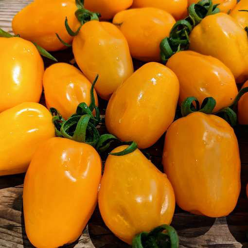 Orange Keyes #3 – Ribbed Cherry Tomato-Meraki Seeds