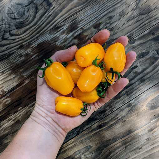 Orange Keyes #3 – Ribbed Cherry Tomato-Meraki Seeds