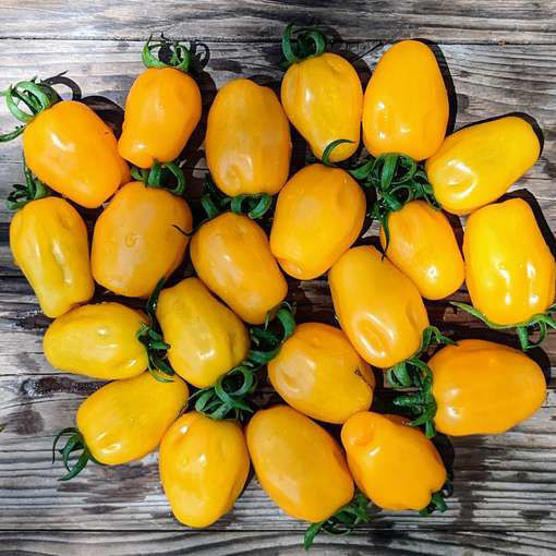 Orange Keyes #3 – Ribbed Cherry Tomato-Meraki Seeds