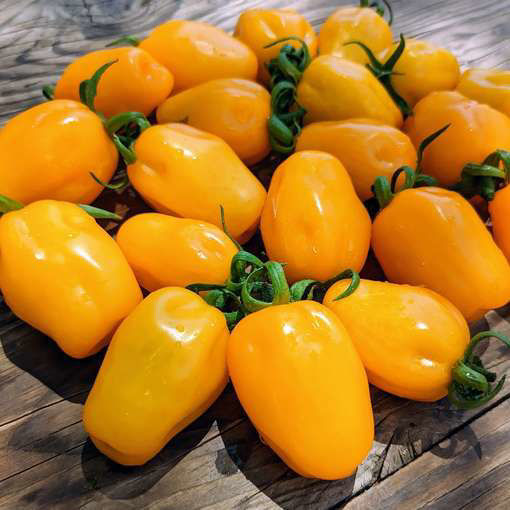 Orange Keyes #3 – Ribbed Cherry Tomato-Meraki Seeds