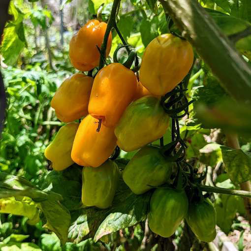 Orange Keyes #3 – Ribbed Cherry Tomato-Meraki Seeds
