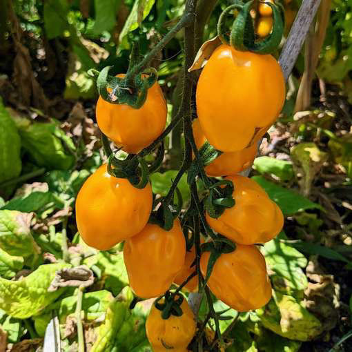 Orange Keyes #3 – Ribbed Cherry Tomato-Meraki Seeds