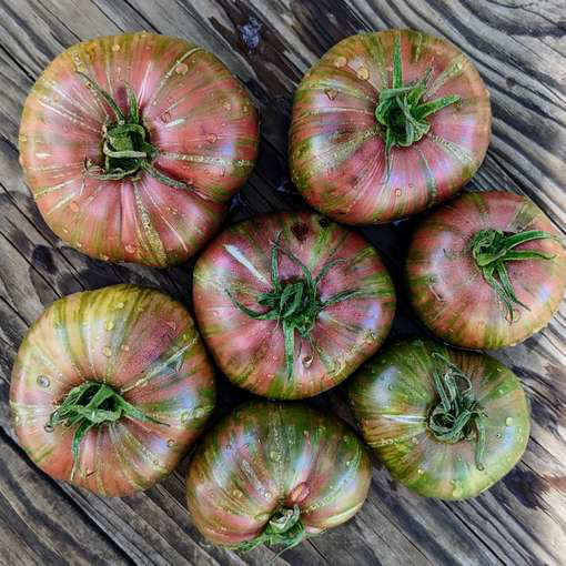 Mocha Splash Tomato-Meraki Seeds