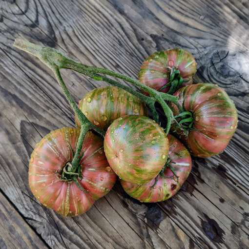 Mocha Splash Tomato-Meraki Seeds