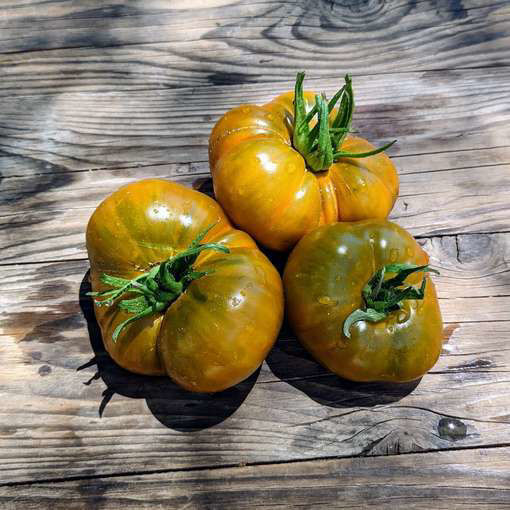 Bo Mango Beefsteak Tomato-Meraki Seeds