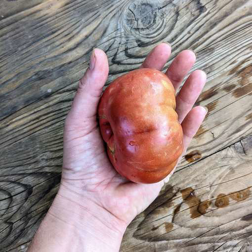 Iva's Purple Rust Beefsteak Tomato-Meraki Seeds