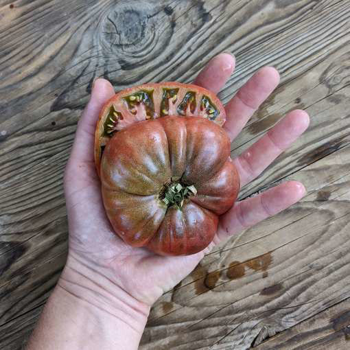 Iva's Purple Rust Beefsteak Tomato-Meraki Seeds