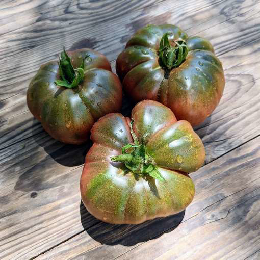 Ridge Runner Beefsteak Tomato-Meraki Seeds