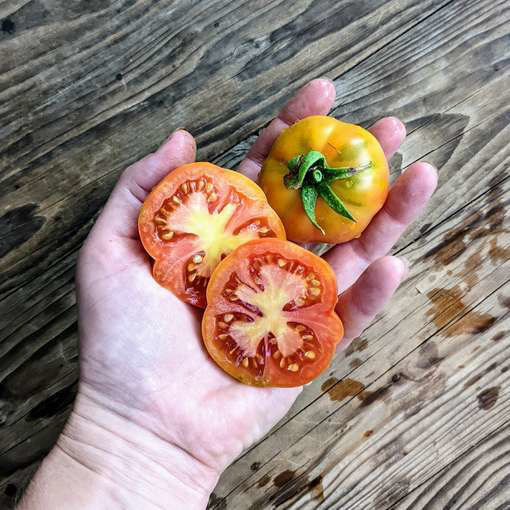 Achatado Longkeeper Tomato-Meraki Seeds