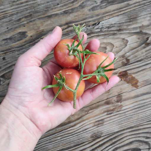 Castellar Longkeeper Tomato-Meraki Seeds