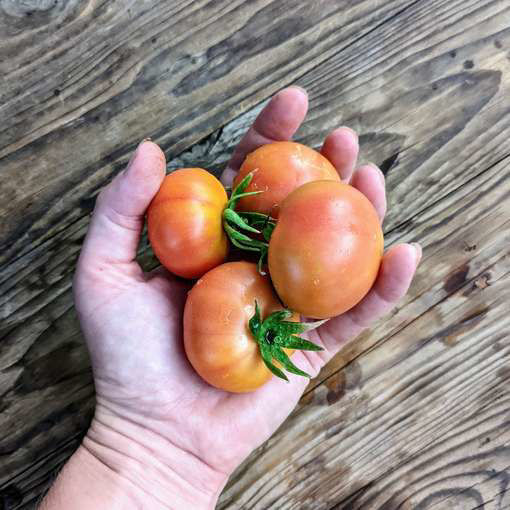 Son Burges Longkeeper Tomato-Meraki Seeds