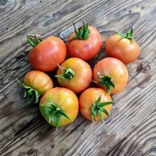 Son Burges Longkeeper Tomato-Meraki Seeds