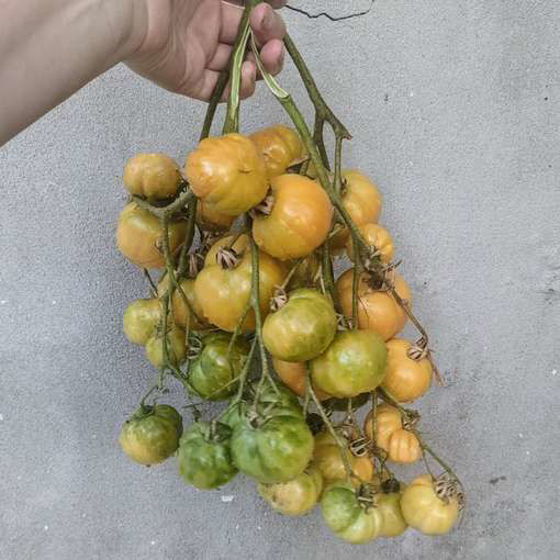 Giant Multiflora Longkeeper Tomato-Meraki Seeds