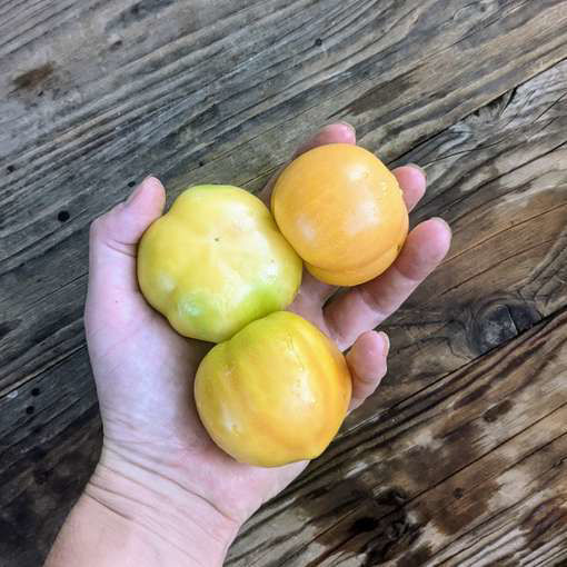 Giant Multiflora Longkeeper Tomato-Meraki Seeds