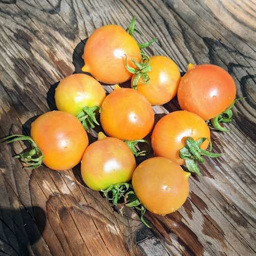 Del Tonet Longkeeper Tomato-Meraki Seeds