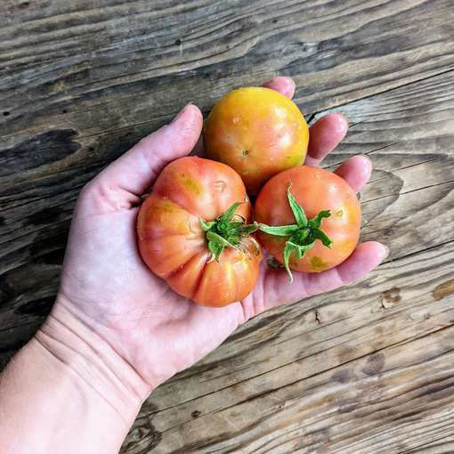 Ferro Longkeeper Tomato-Meraki Seeds