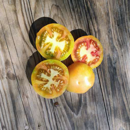 Ferro Longkeeper Tomato-Meraki Seeds