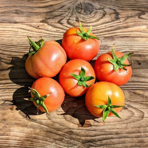Mateta Longkeeper Tomato-Meraki Seeds