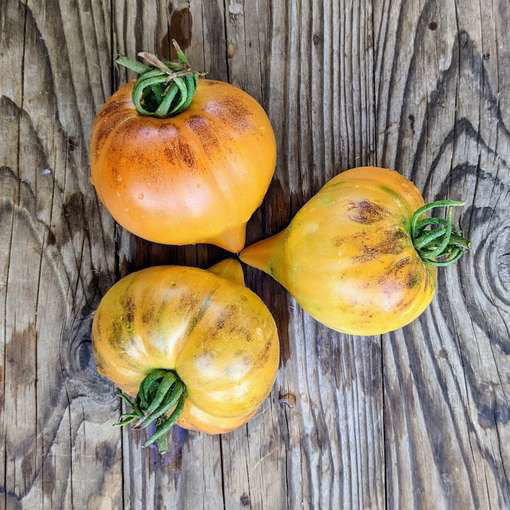 Come Undone Beefsteak Tomato-Meraki Seeds