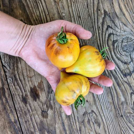 Come Undone Beefsteak Tomato-Meraki Seeds