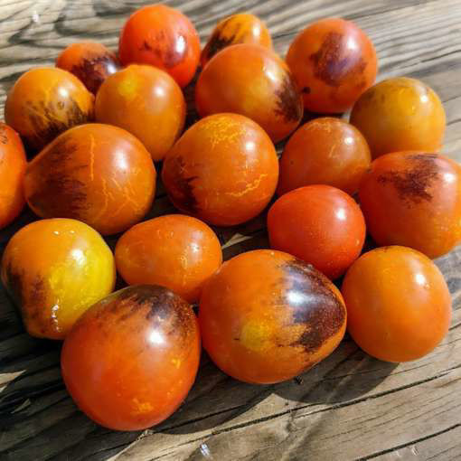 Master Cherry Tomato-Meraki Seeds