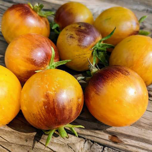 Planet Earth Tomato-Meraki Seeds