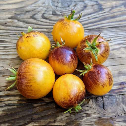 Planet Earth Tomato-Meraki Seeds