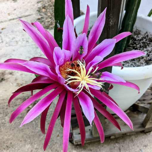 AX Dragon Fruit - Seeds-Meraki Seeds