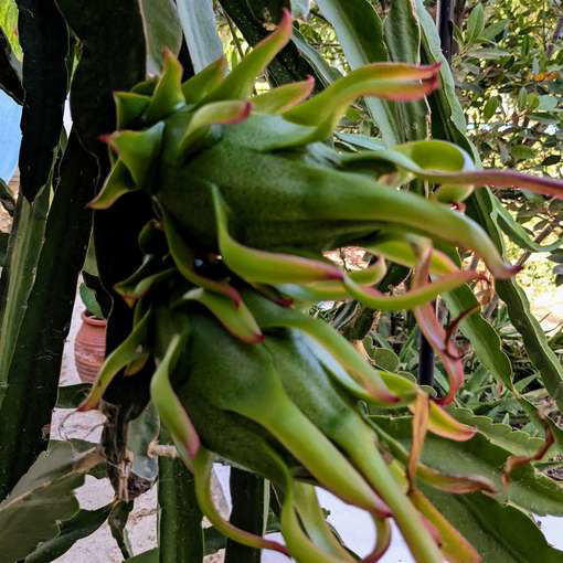 AX Dragon Fruit - Seeds-Meraki Seeds