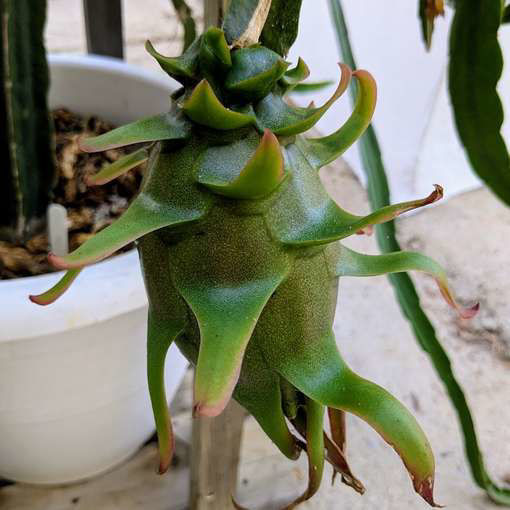 AX Dragon Fruit - Seeds-Meraki Seeds