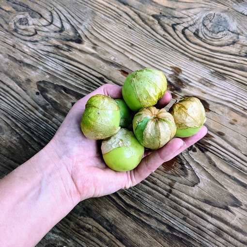 Tomatillo Toma Verde-Meraki Seeds