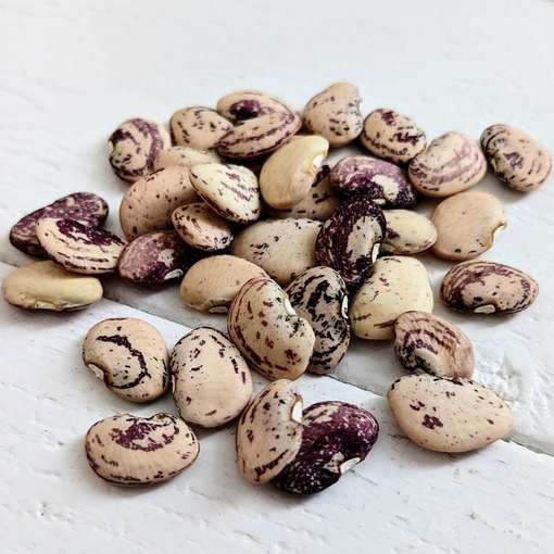 Jackson Wonder Lima Bush Bean-Meraki Seeds