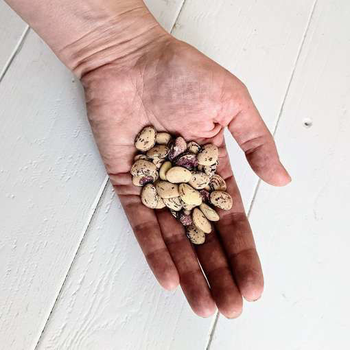 Jackson Wonder Lima Bush Bean-Meraki Seeds