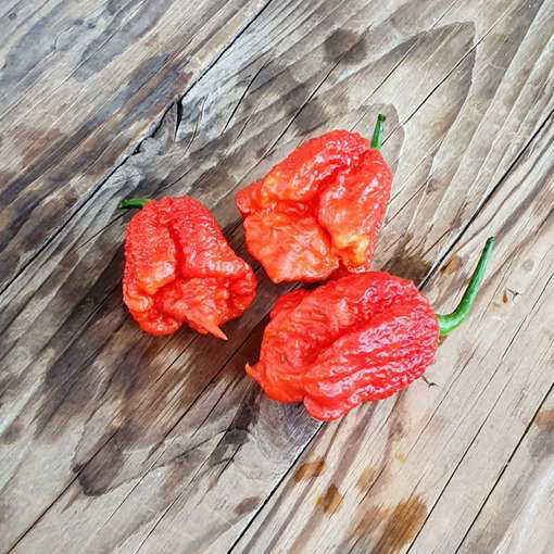 Big Red Mama Chili Pepper-Meraki Seeds