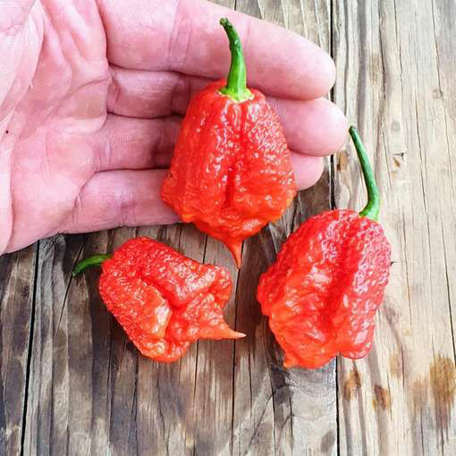 Big Red Mama Chili Pepper-Meraki Seeds