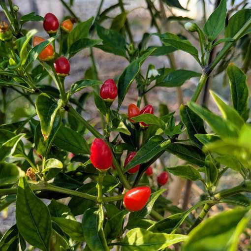 Numex Bailey Pequin Chili Pepper-Meraki Seeds